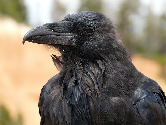 2,000+ Free Crow & Raven Images - Pixabay