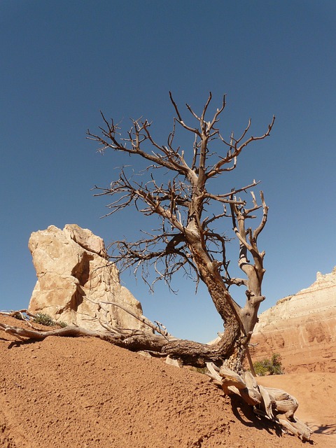 Tree Dry Dryness - Free photo on Pixabay