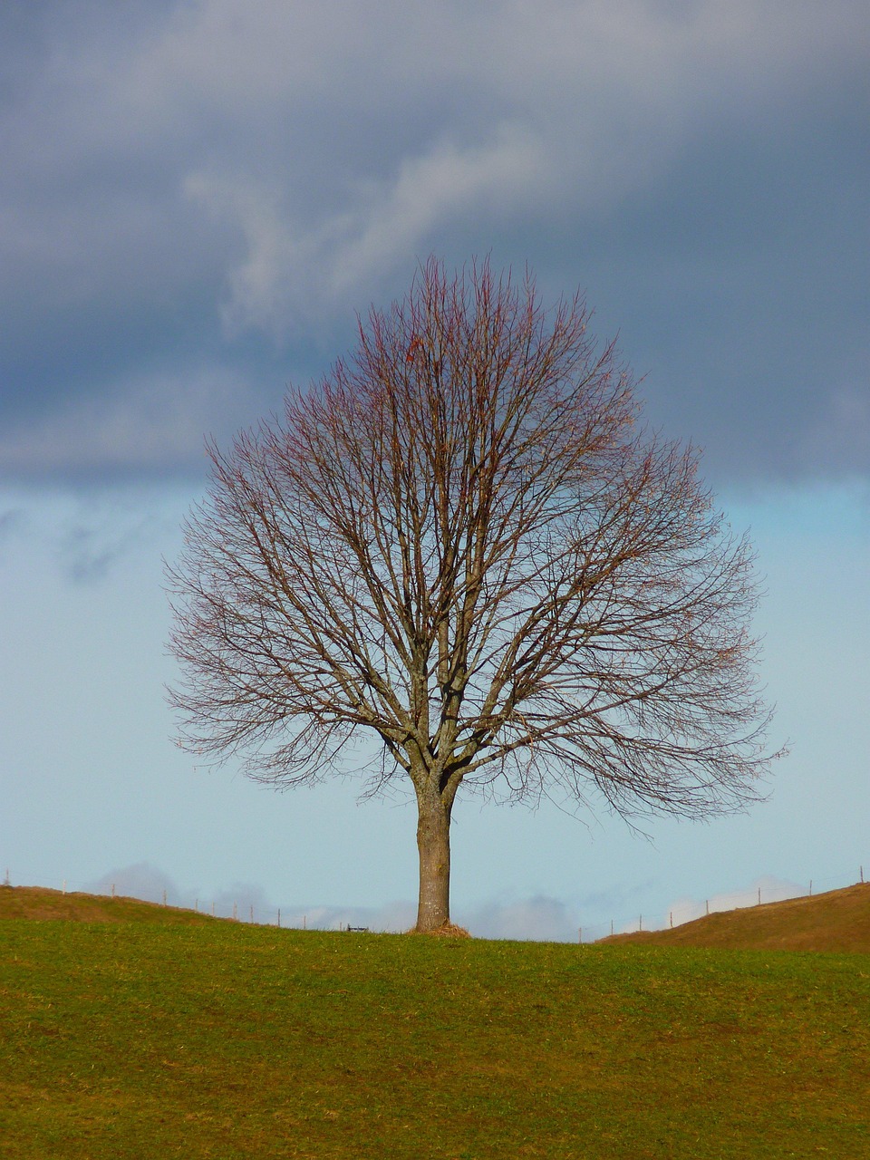 2,000+ Free Tree Of Life & Nature Images - Pixabay