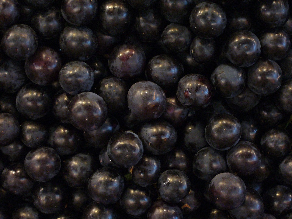 Trauben Obst Blau - Kostenloses Foto auf Pixabay