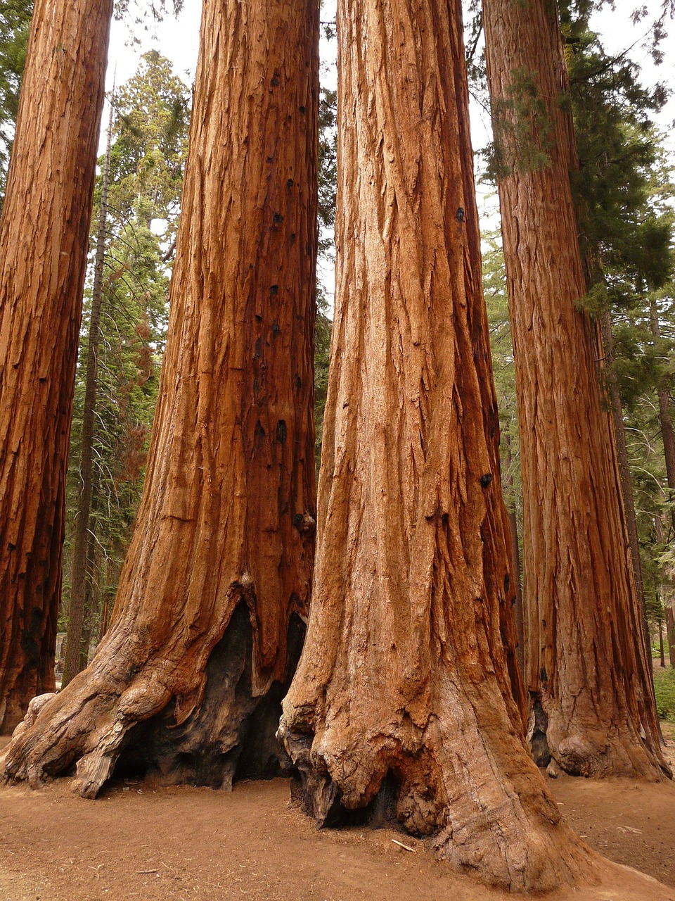 40,000+ Free Sequoia Tree & Sequoia Images - Pixabay