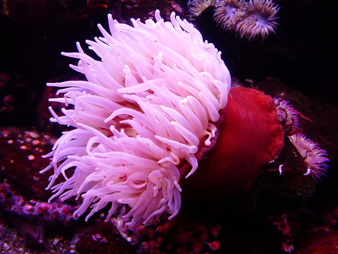 30 000 Free Sea Anemone Nature Images Pixabay