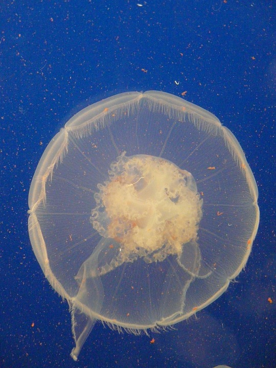 Jellyfish Sea Animal - Free photo on Pixabay