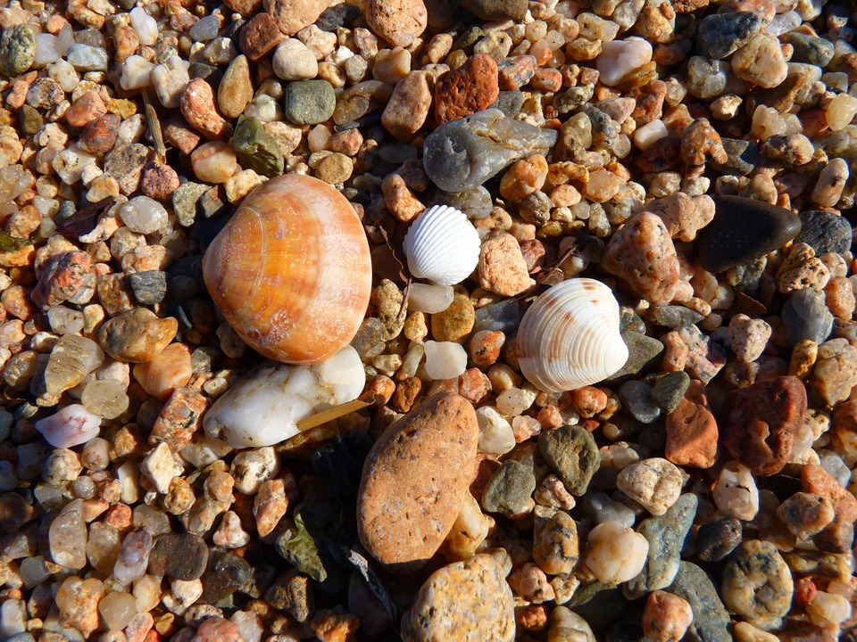 Shell Clamshell Beach - Free photo on Pixabay - Pixabay