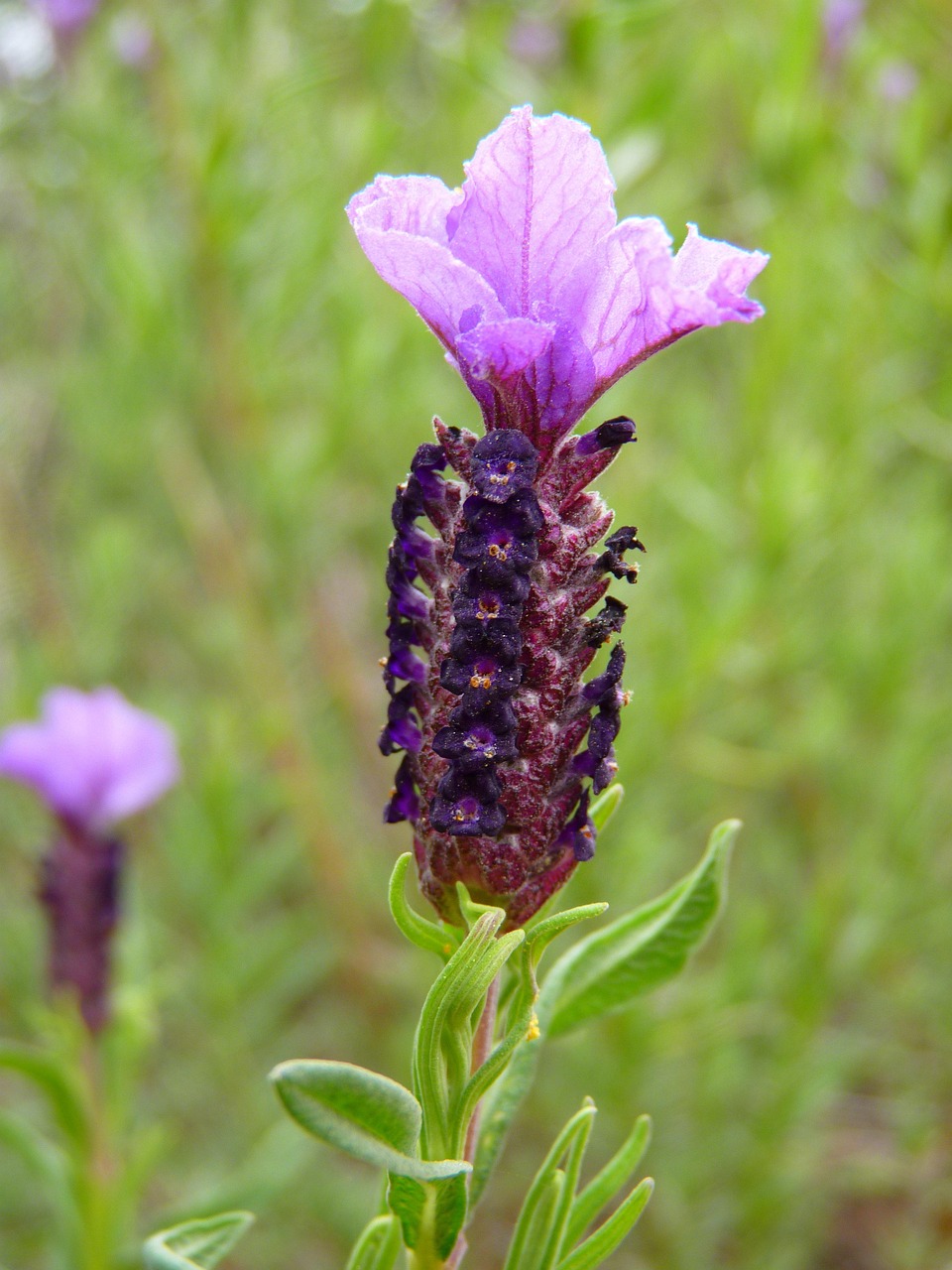 Cup Lavender Flower - Free photo on Pixabay