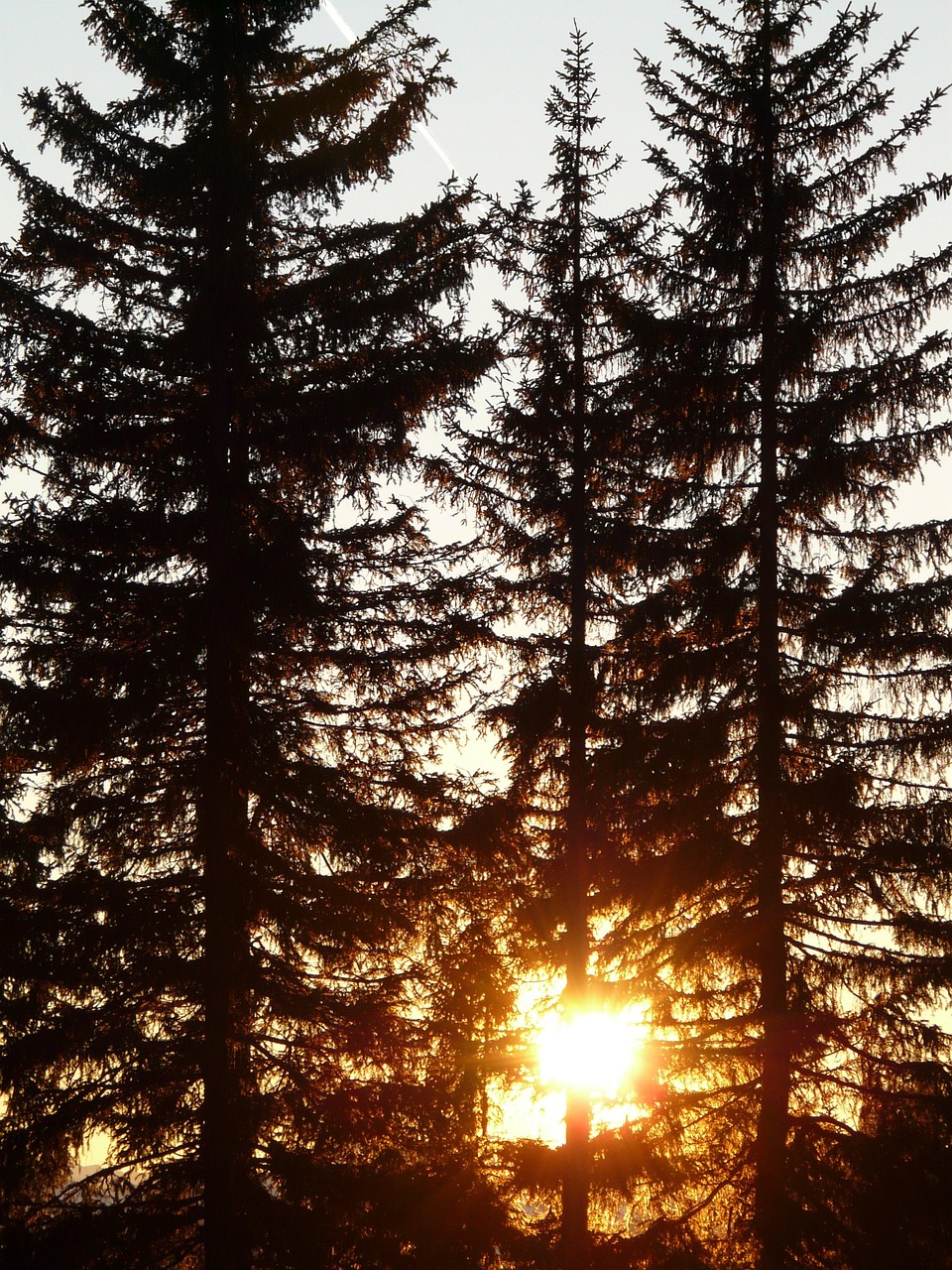 Bosque Árbol Sol - Foto gratis en Pixabay
