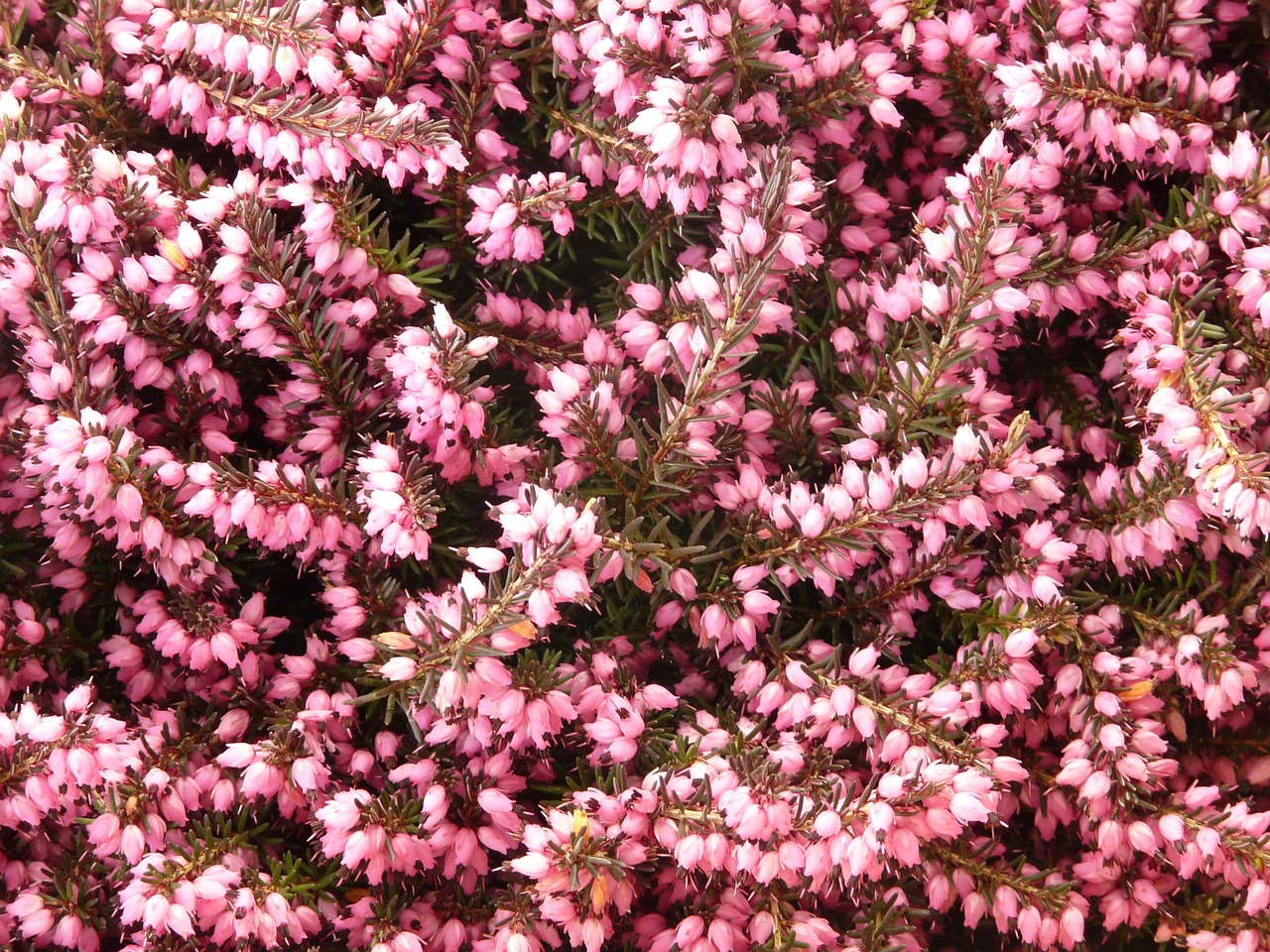 Heidekraut Erika Blume Kostenloses Foto Auf Pixabay Pixabay Heidekraut Erika Blume Kostenloses Foto Auf Pixabay Pixabay