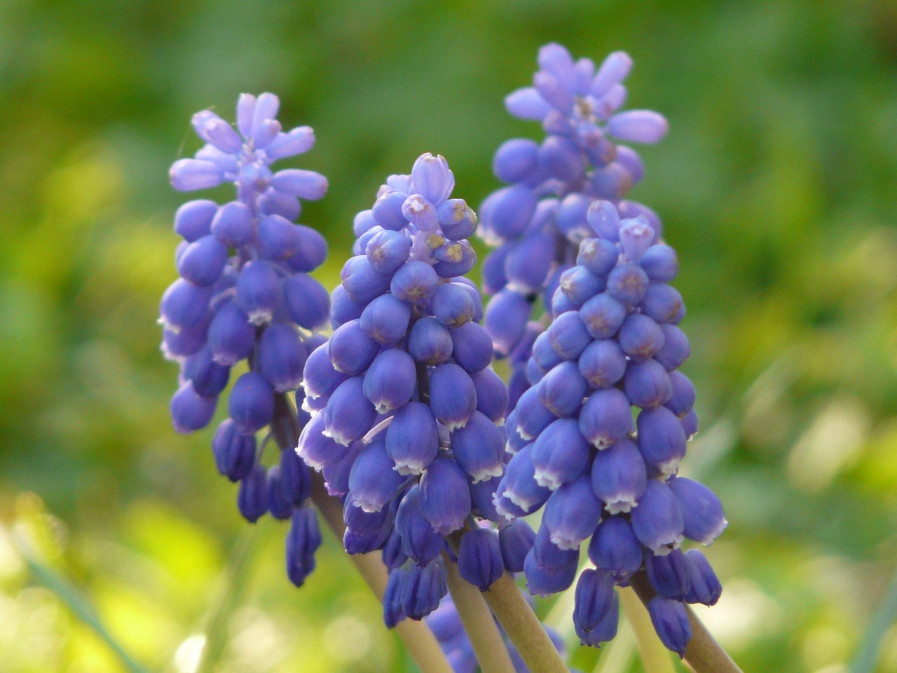 Grape Hyacinth Flower Blossom - Free photo on Pixabay - Pixabay