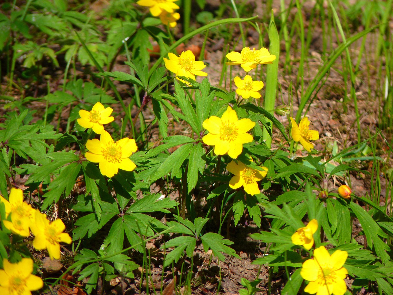 Gele Anemoon Ranunculoides - Gratis foto op Pixabay - Pixabay