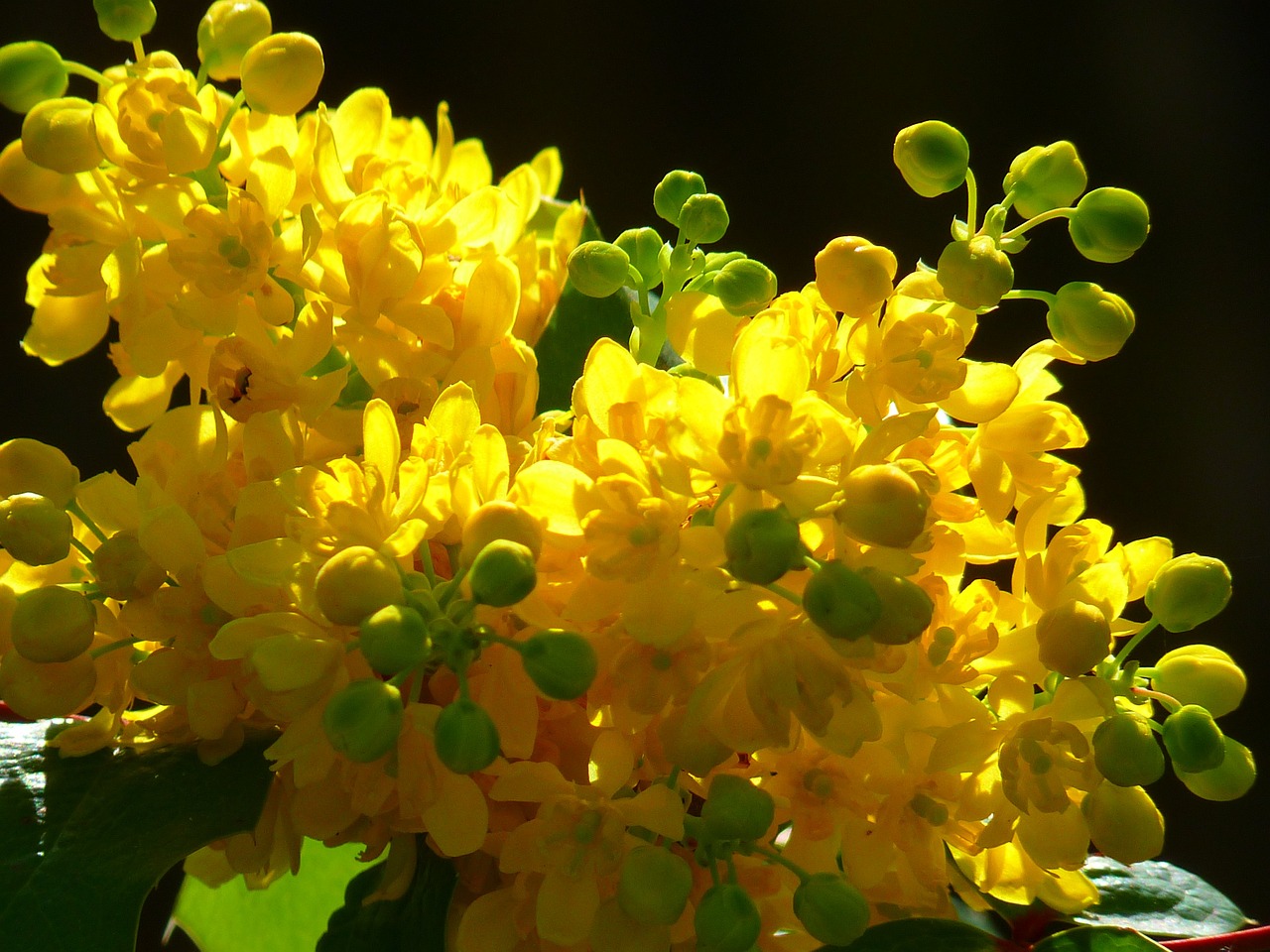 Mahonie Mahonia Ordinaire Fermer - Photo gratuite sur Pixabay