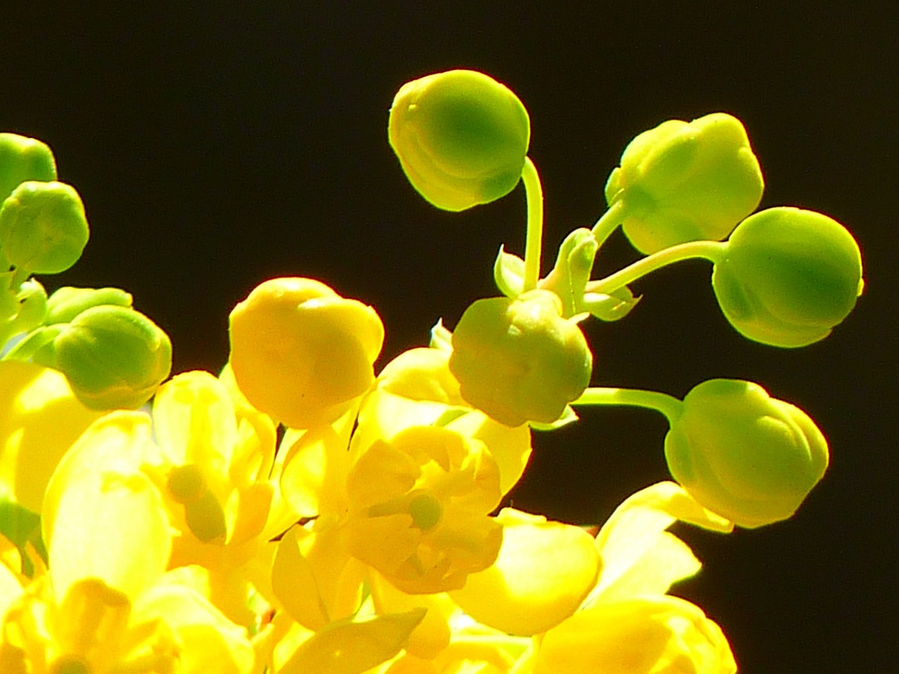 Mahonie Mahonia Ordinaria Cerrar - Foto gratis en Pixabay - Pixabay