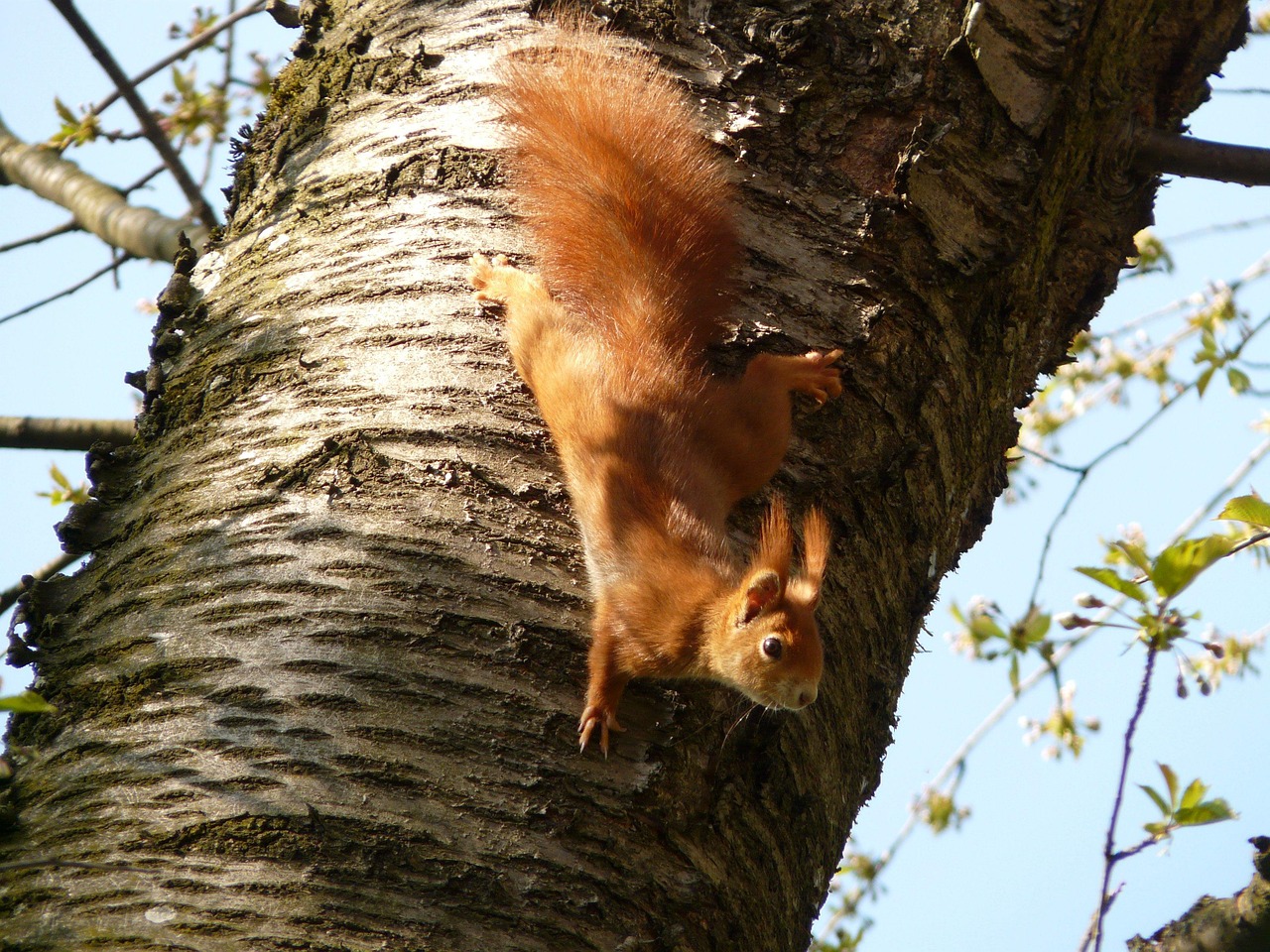 Écureuil Rongeur Velu - Photo gratuite sur Pixabay - Pixabay