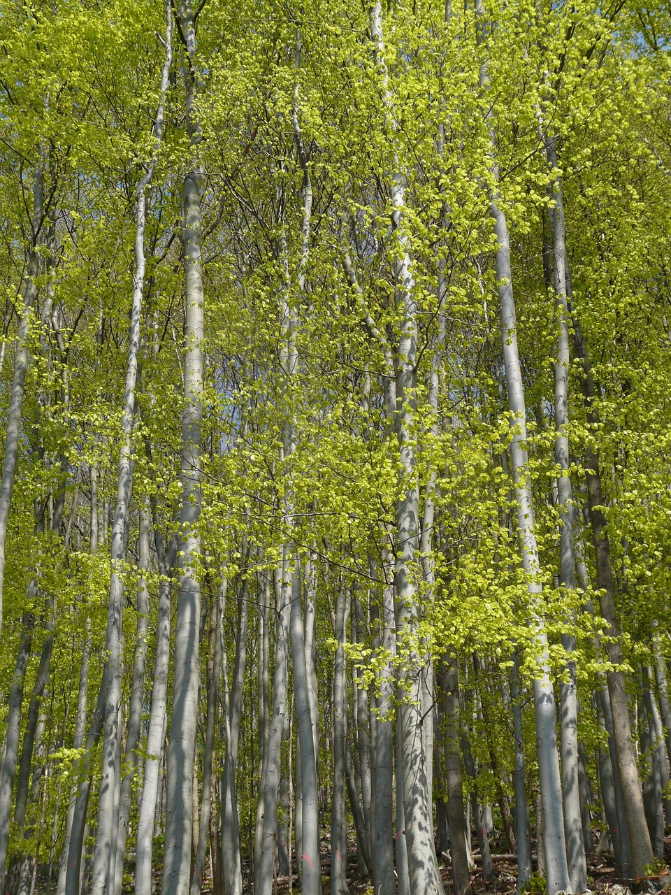 Forest Reserve Beech - Free photo on Pixabay - Pixabay