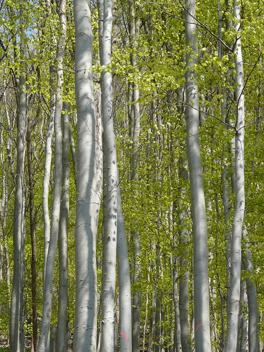 Forest Reserve Beech - Free photo on Pixabay