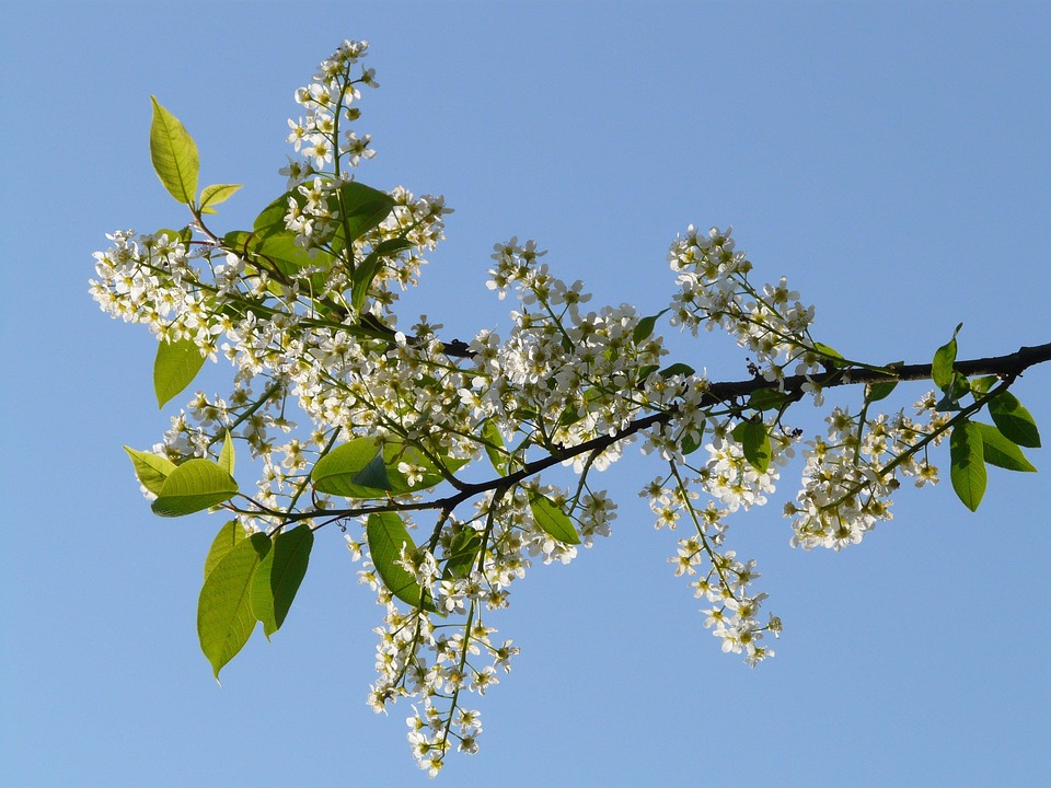 Common Bird Cherry - Free photo on Pixabay - Pixabay