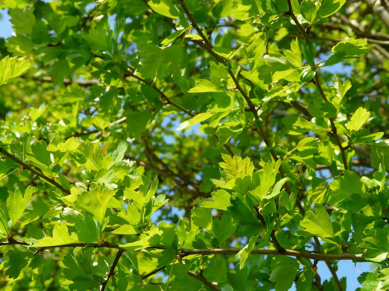 Single-Pronged Hawthorn - Free photo on Pixabay - Pixabay