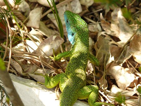 30+ Free Emerald Lizard & Lizard Photos - Pixabay