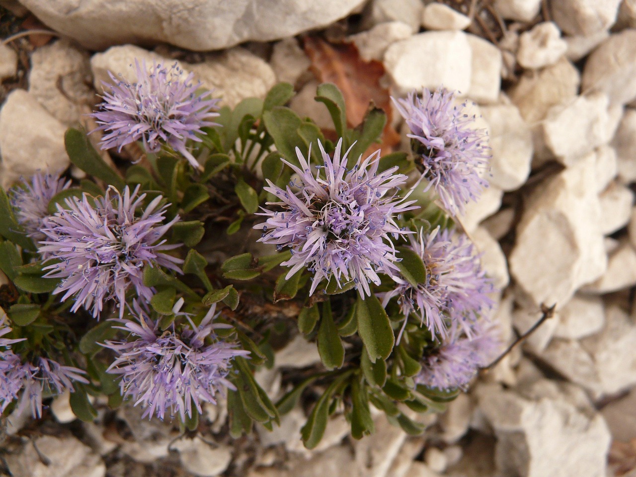Heart-Leaved Globular Flower - Free photo on Pixabay