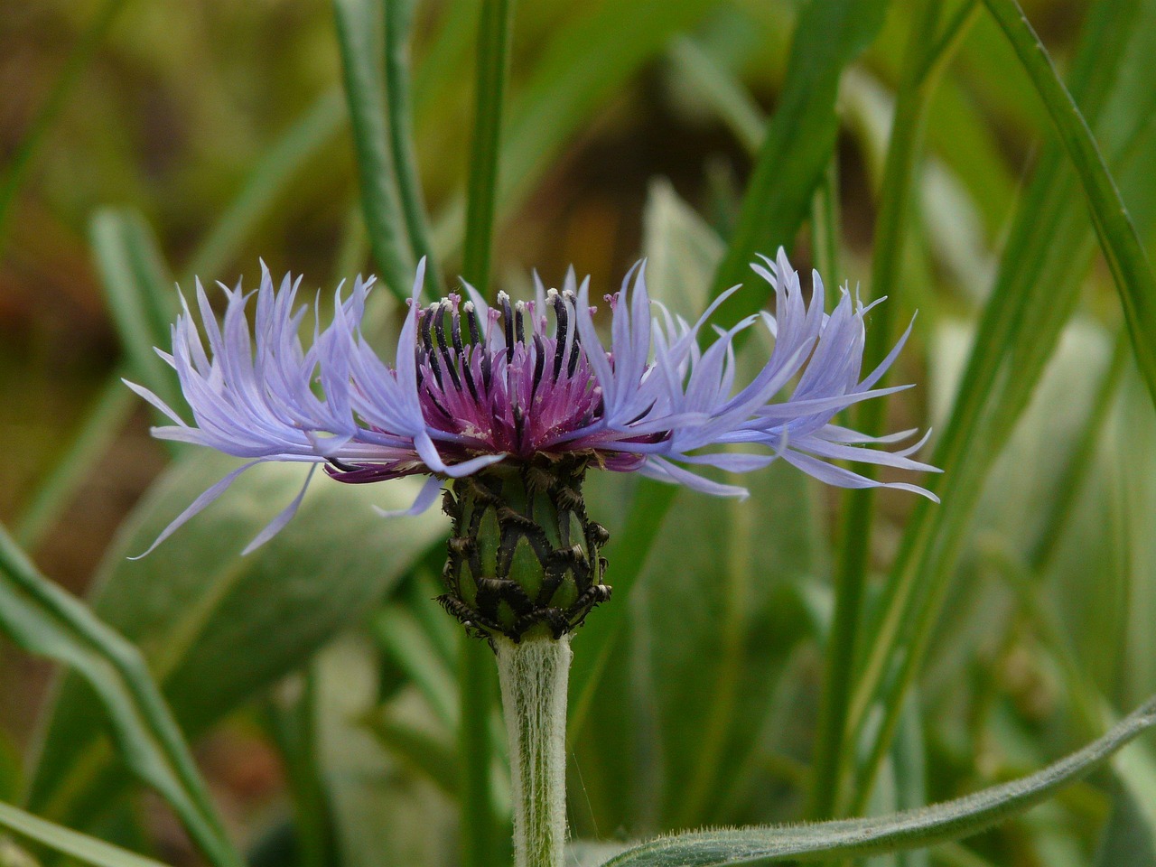 Rumput Gandum Biru Bunga - Foto gratis di Pixabay - Pixabay