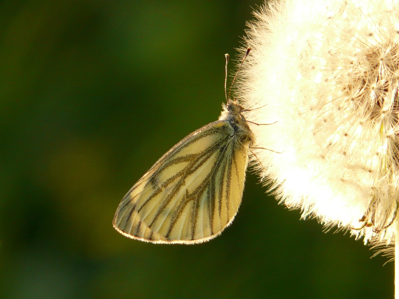Mariposa Blanca De Colza Blanco - Foto gratis en Pixabay - Pixabay