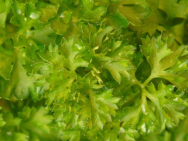 Parsely Seasoning Plant Medicinal - Free photo on Pixabay - Pixabay