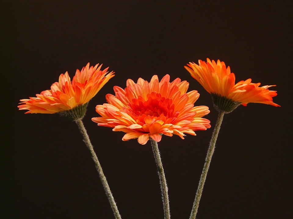 Gerbera Flor Planta - Foto gratis en Pixabay - Pixabay