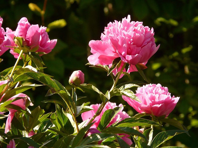 2,000+ Free Peony & Nature Photos - Pixabay