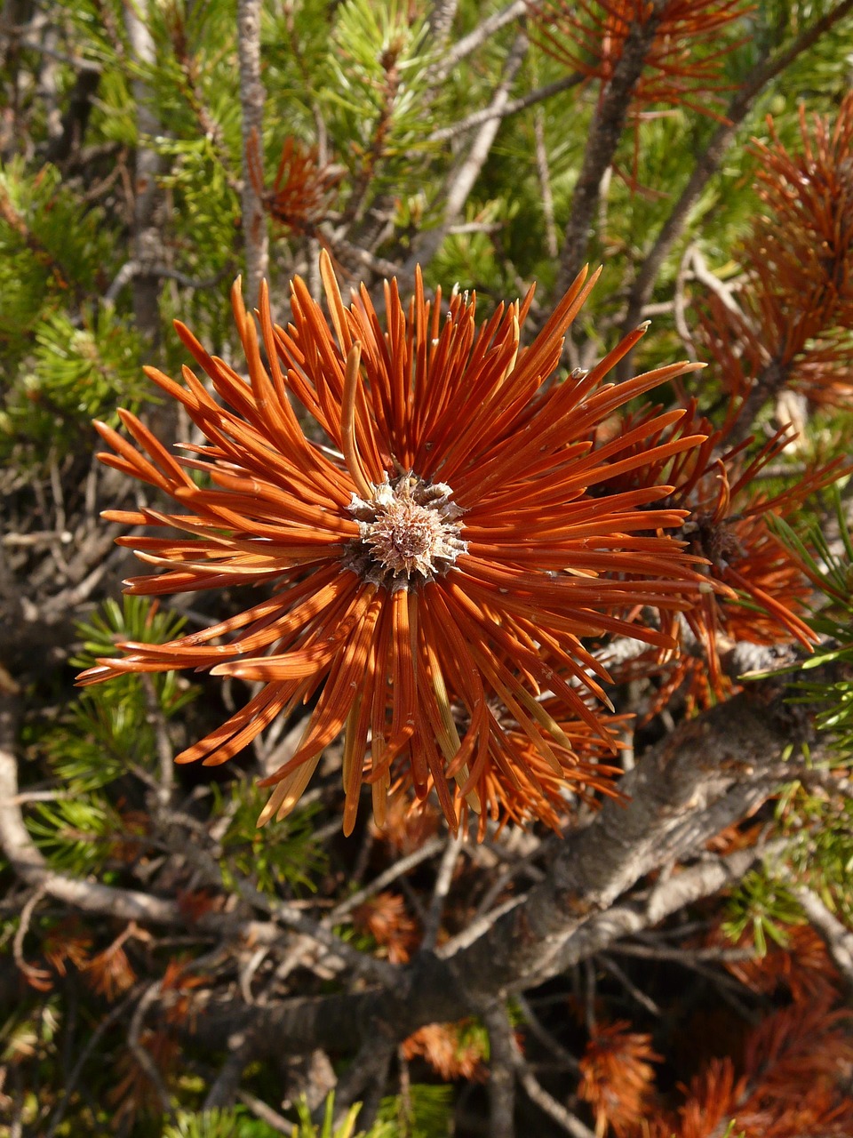 Mountain Pine Needles Dry Dried - Free photo on Pixabay - Pixabay