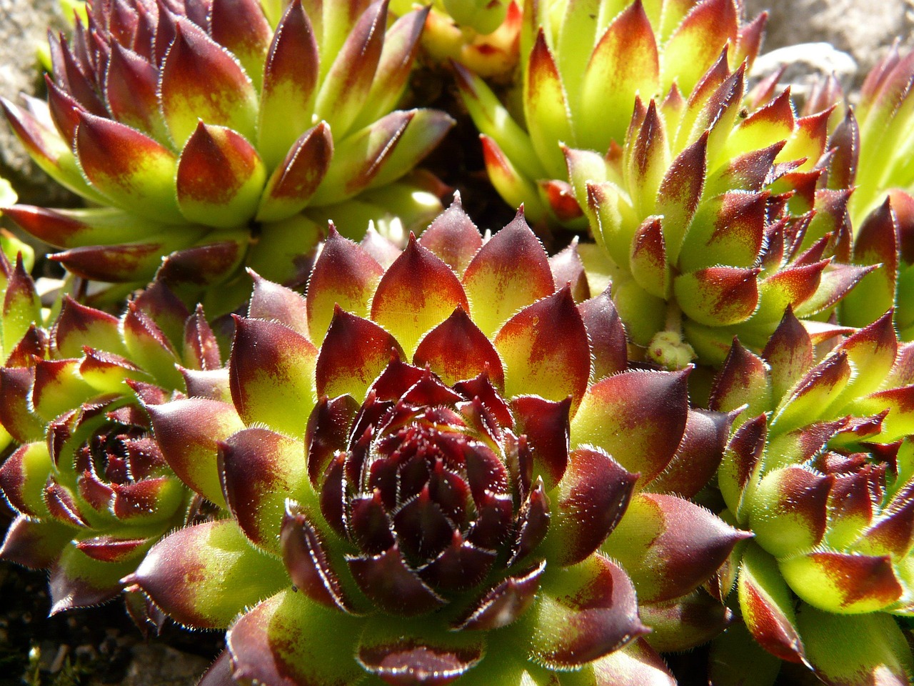 Roof Houseleek Real - Free photo on Pixabay