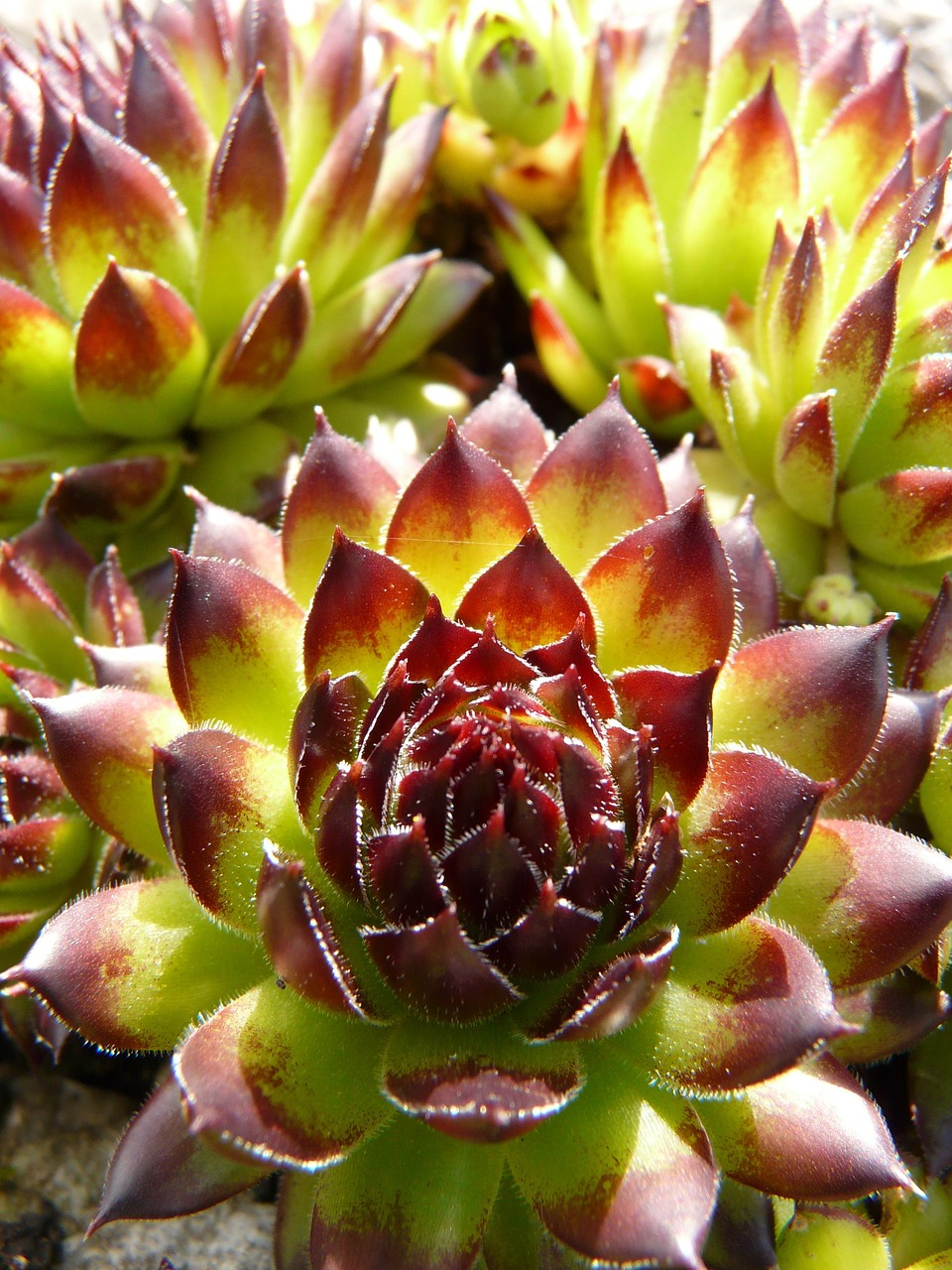 Roof Houseleek Real - Free photo on Pixabay
