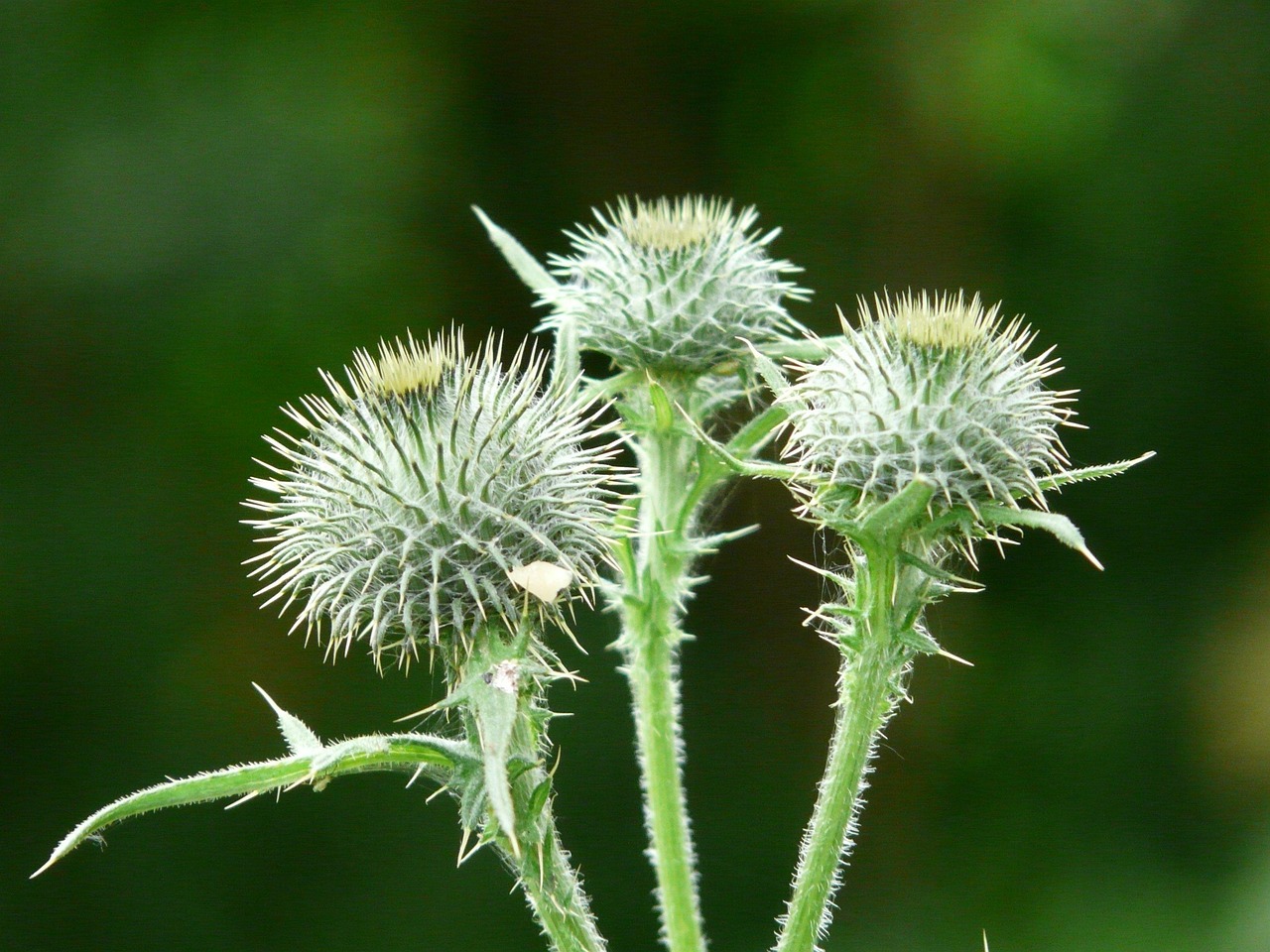 Way-Thistle Carduus Acanthoides - Free photo on Pixabay - Pixabay