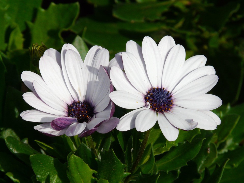 Gerbera Blumen Blüten · Kostenloses Foto auf Pixabay