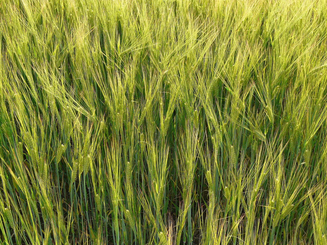 Barley Field Grain Cereal - Free photo on Pixabay