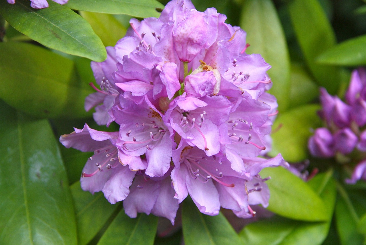 Primavera Flor - Foto gratuita no Pixabay - Pixabay