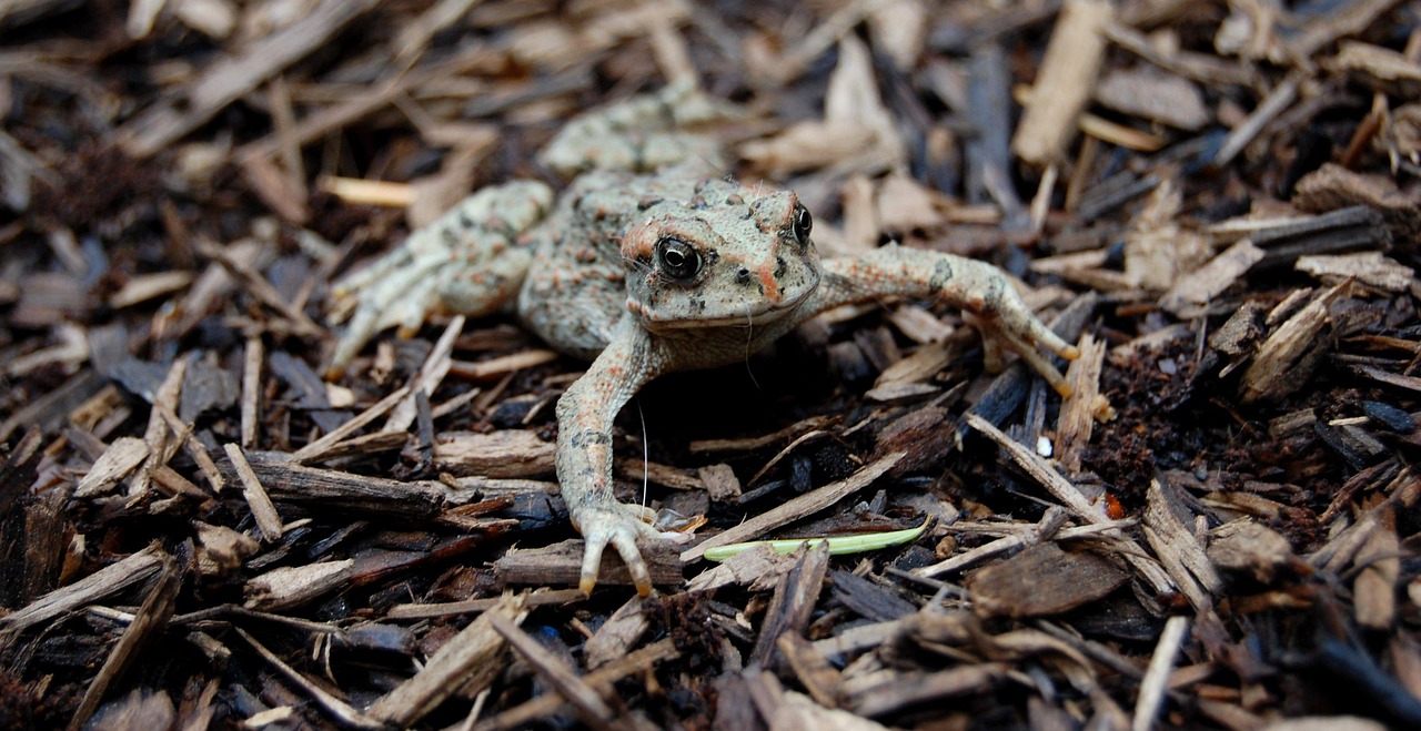 Toad Amphibian Forest - Free photo on Pixabay - Pixabay