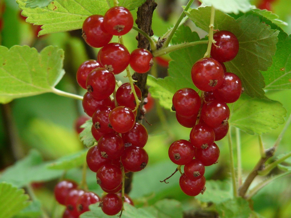 Red Currant Currants Gooseberry - Free photo on Pixabay