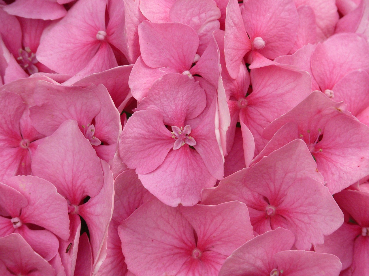Tuinhortensia Hortensia Macrophyll - Gratis foto op Pixabay - Pixabay