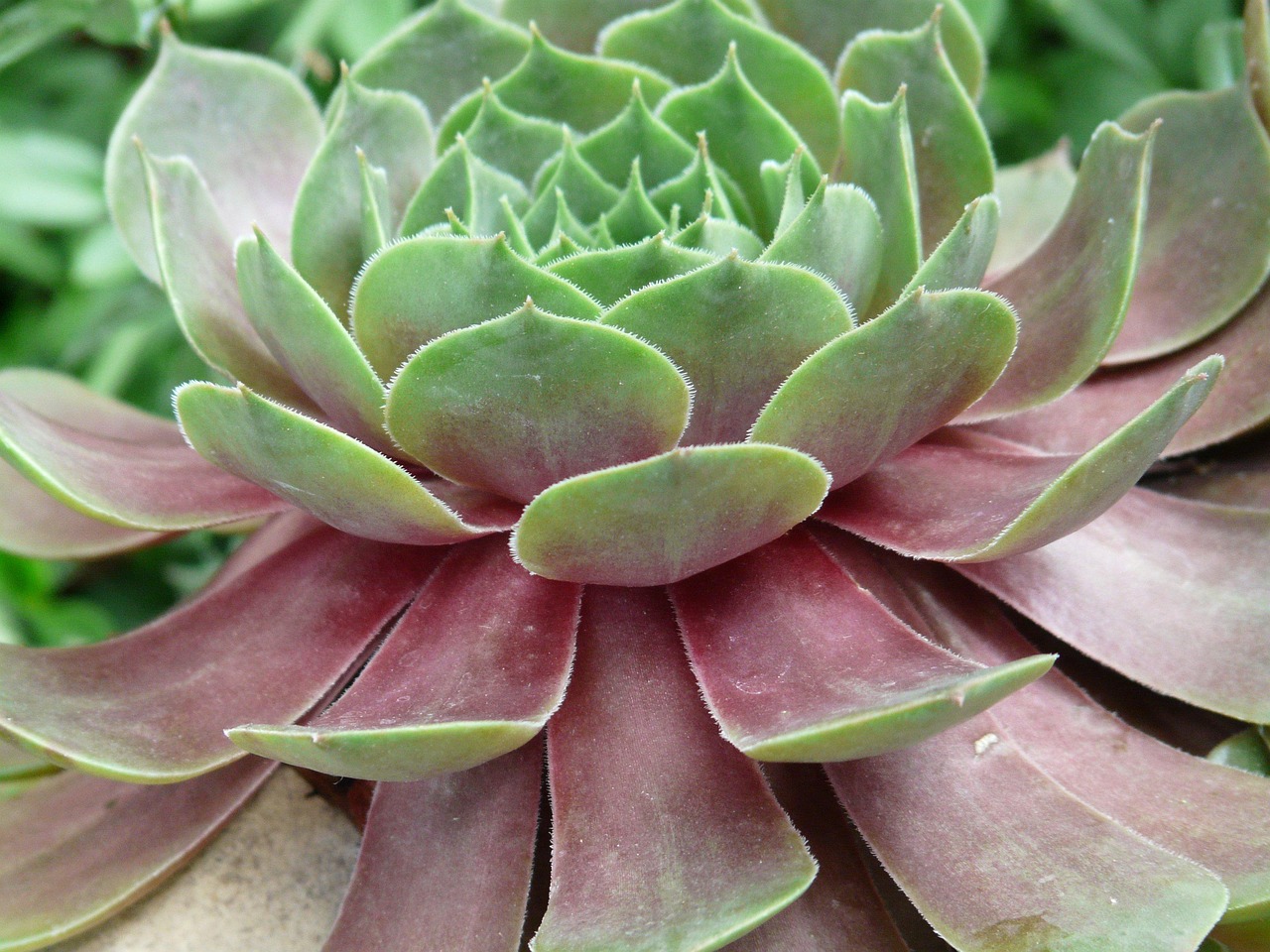 Roof Houseleek Real - Free photo on Pixabay