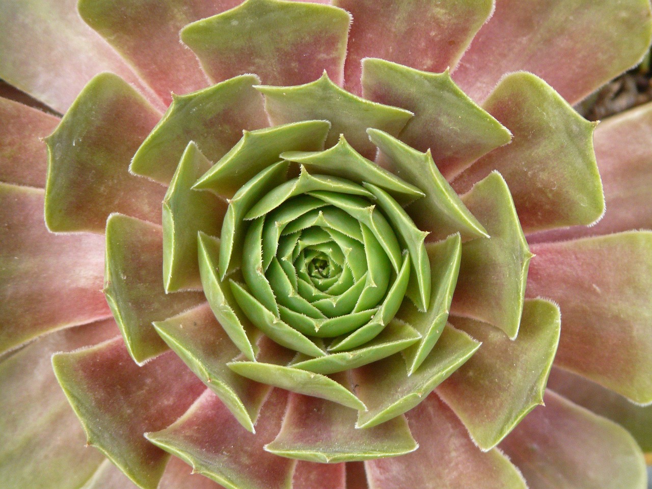 Roof Houseleek Real - Free photo on Pixabay - Pixabay