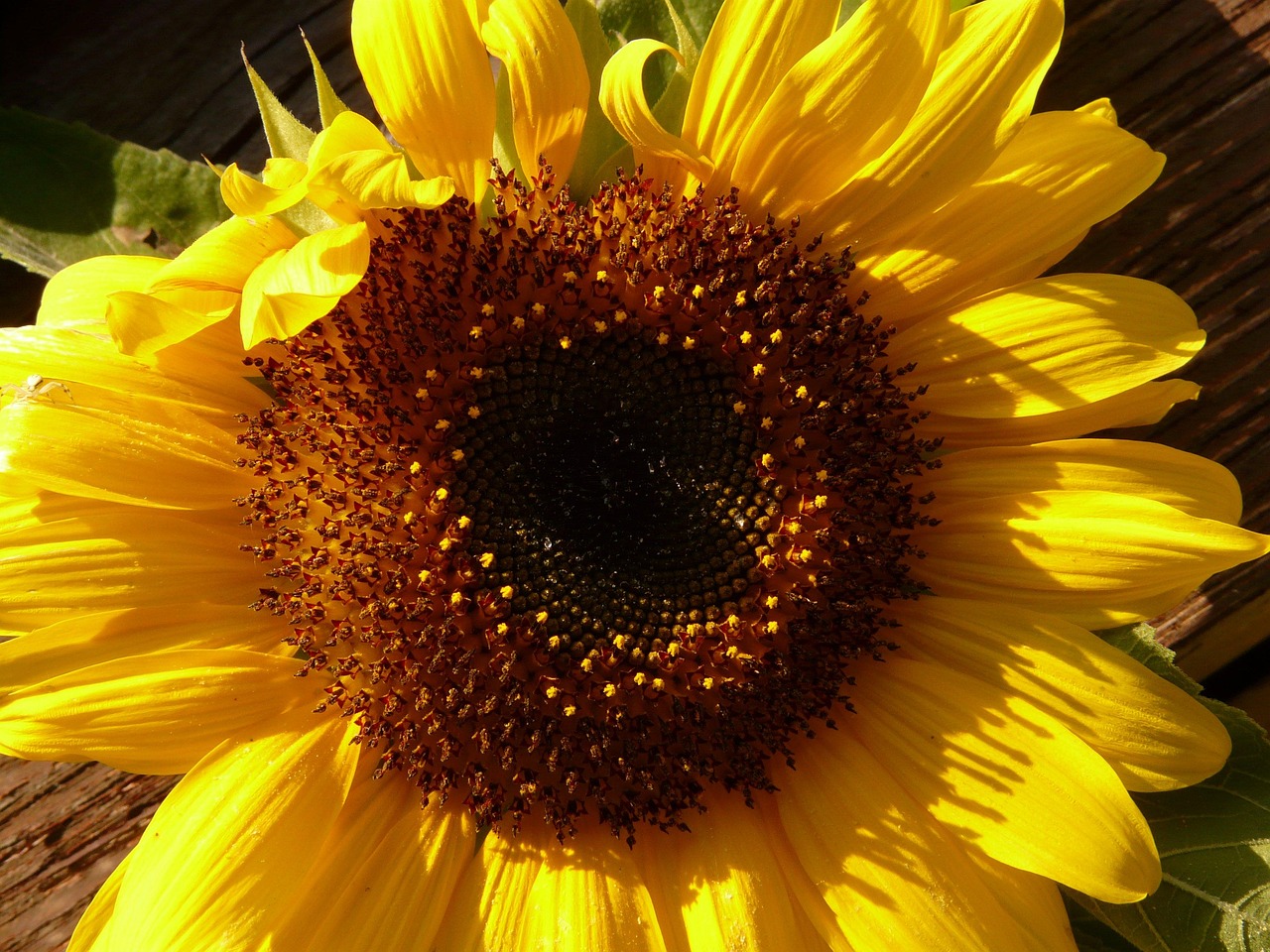 Tournesol Hélianthus Annuus Fleur - Photo gratuite sur Pixabay - Pixabay