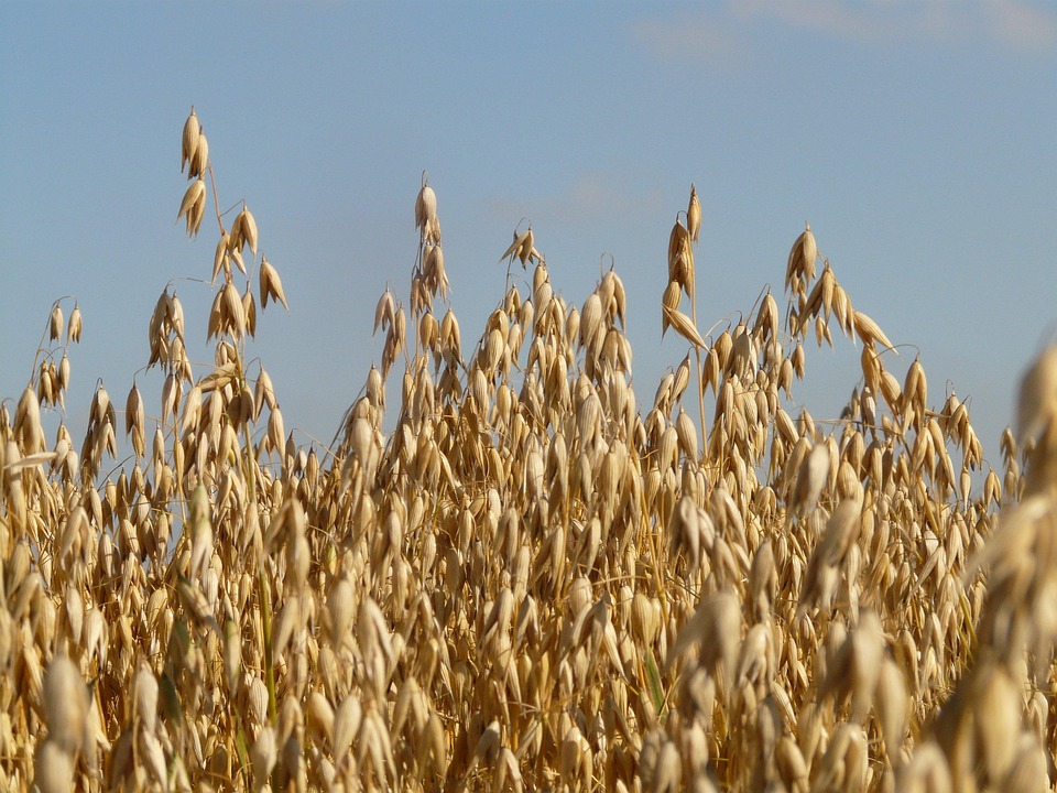 Free Photo Field Oats Oat Field Arable Free Image On Pixabay 8944