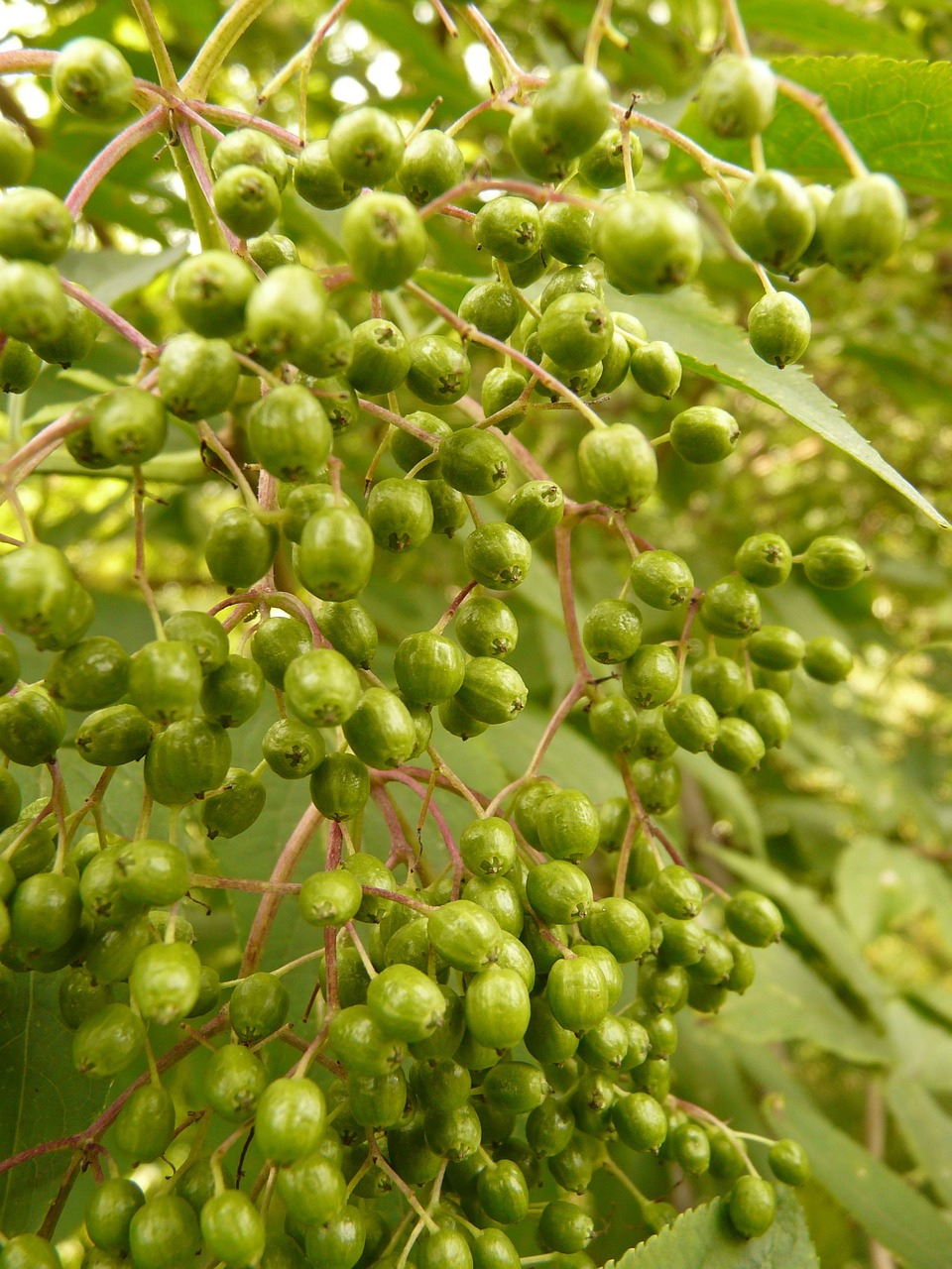 Immature Unripe Berries Black - Free photo on Pixabay