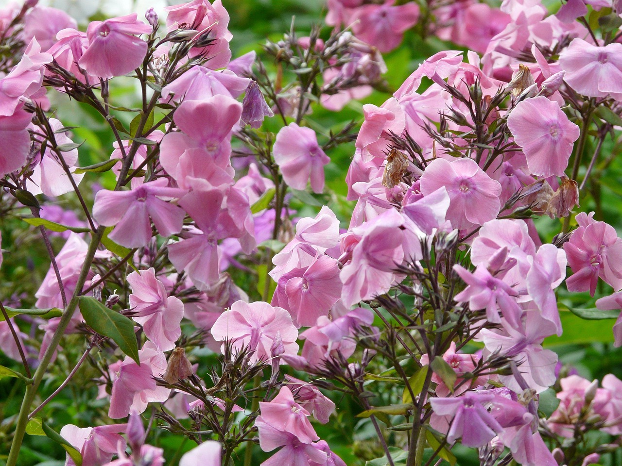 Phlox Perenne Alto - Foto gratis en Pixabay