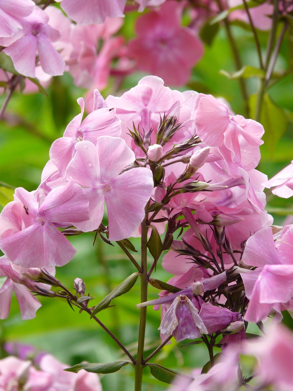 Phlox Perenne Alto - Foto gratis en Pixabay - Pixabay