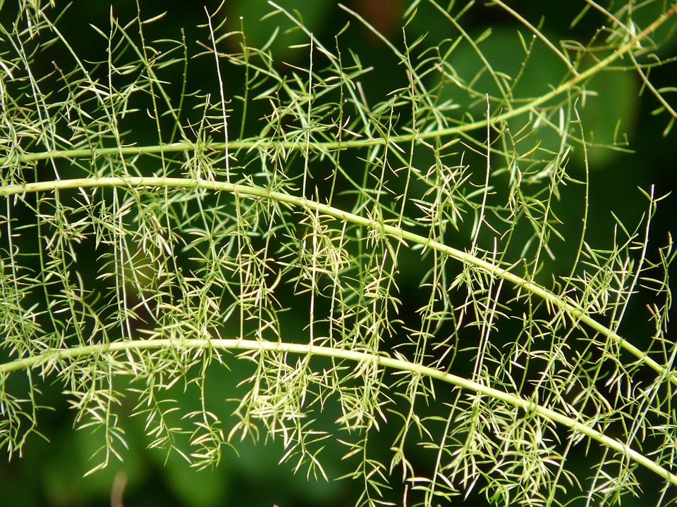 Zier-Spargel Asparagus Densiflorus - Kostenloses Foto auf Pixabay - Pixabay