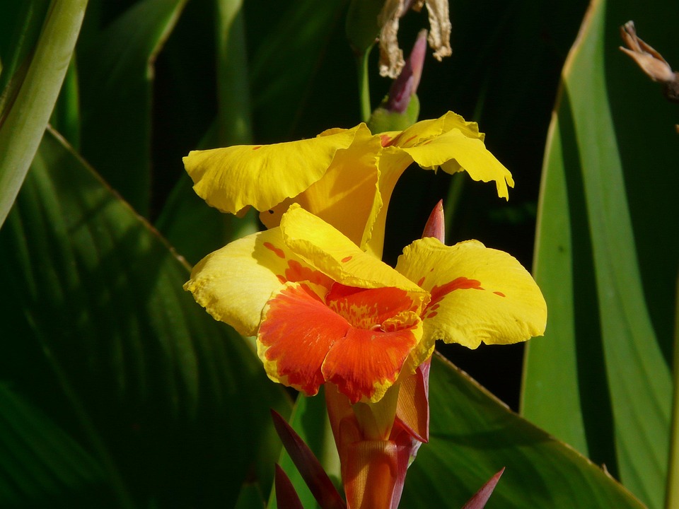 Flower Tube Canna Cane Plant - Free photo on Pixabay - Pixabay