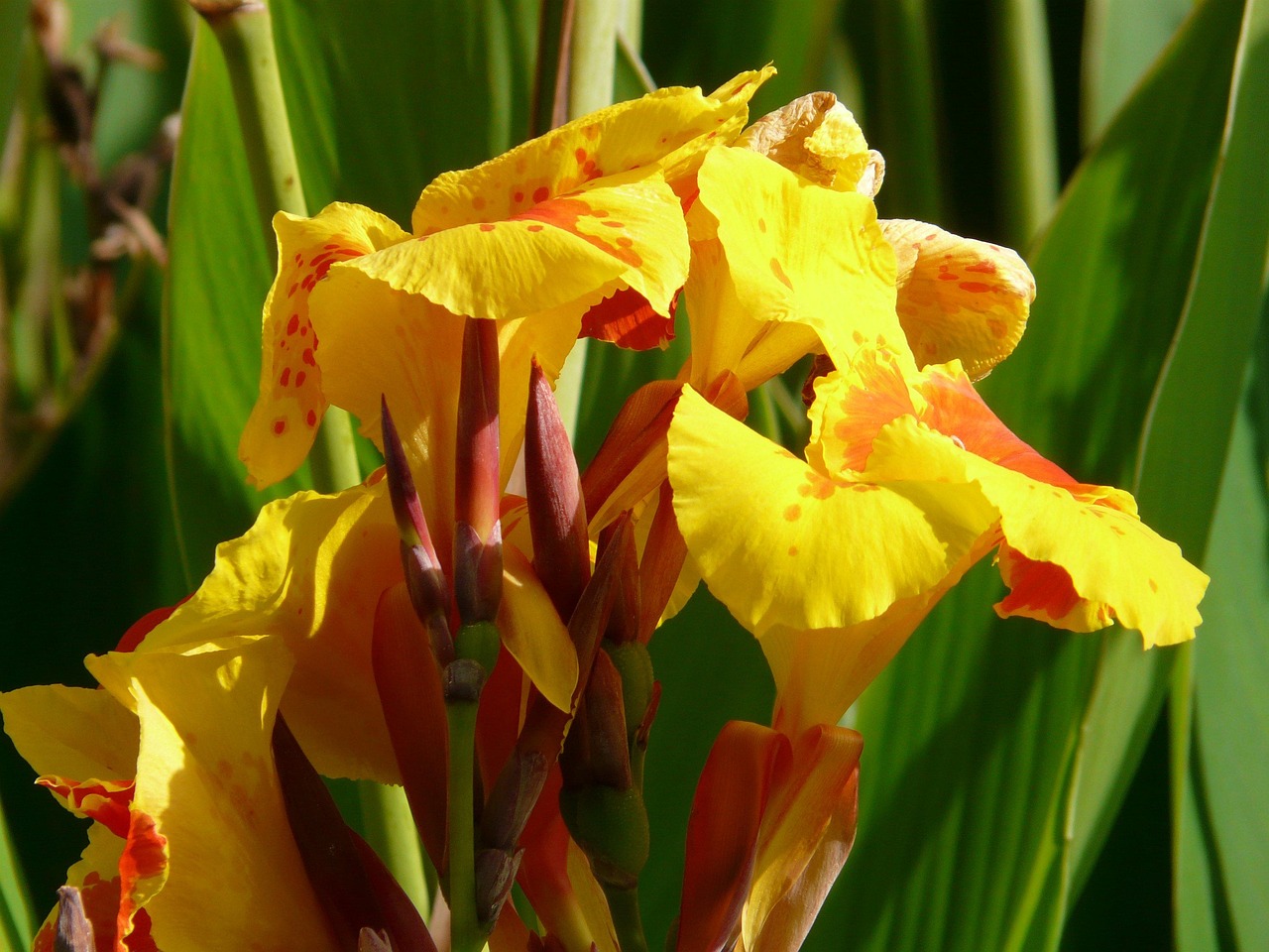 Flower Tube Canna Cane Plant - Free photo on Pixabay