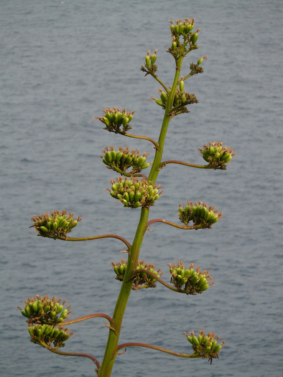 Agave Plante Fleur - Photo gratuite sur Pixabay - Pixabay