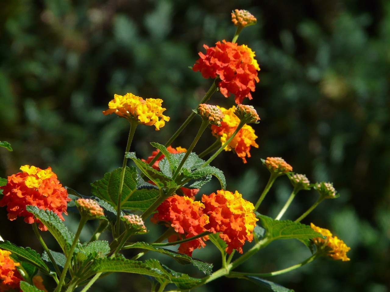 Convertible Rose Lantana Camara - Free photo on Pixabay - Pixabay