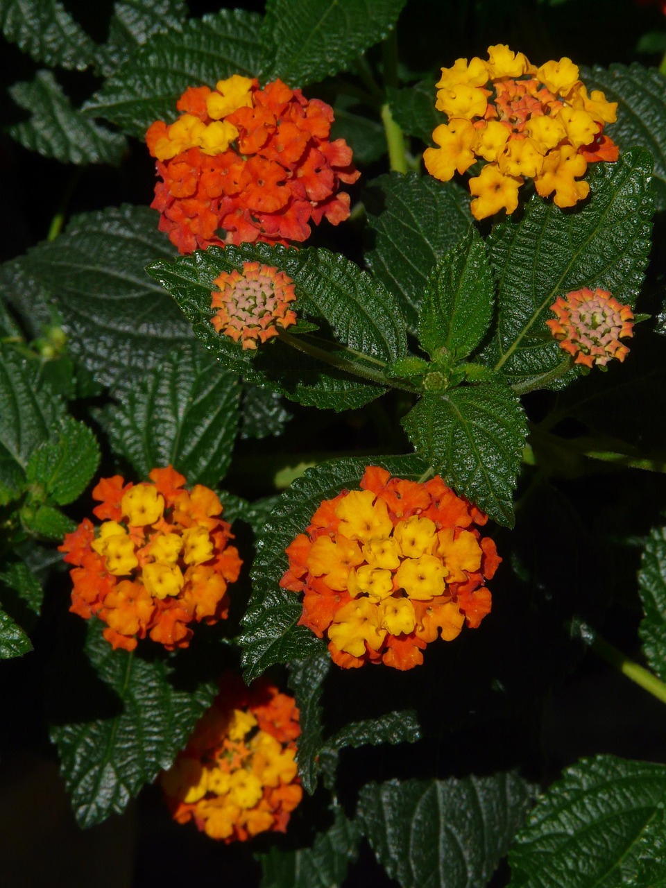Convertible Rose Lantana Camara - Free photo on Pixabay - Pixabay